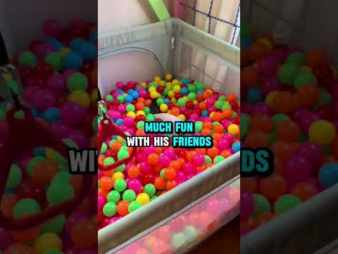 Exciting birthday present for a monkey!