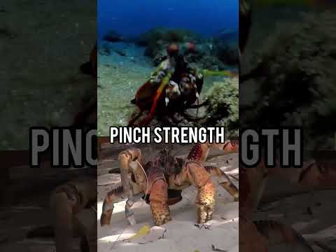 Mantis Shrimp VS Coconut crab