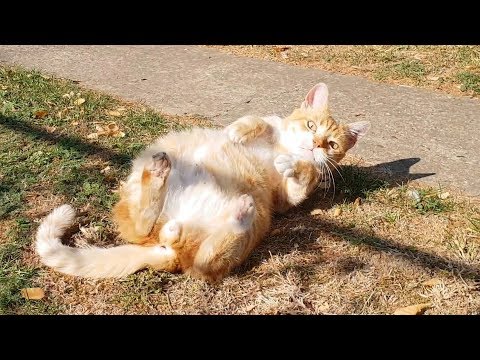 Rolling in Feline Felicity – Lee Duigon