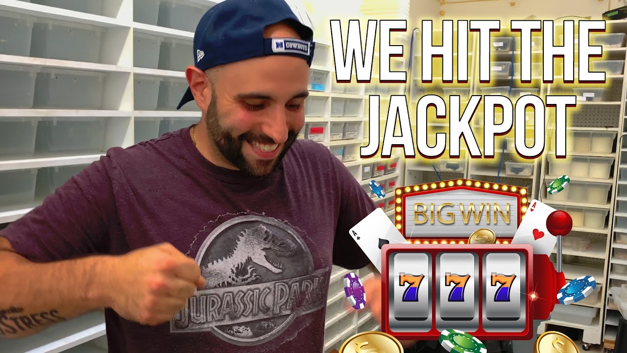 Ball Python Egg Cutting - JACKPOT Edition! 🎰