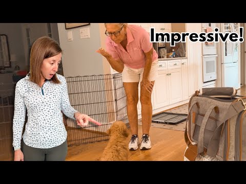 Secrets Revealed: Goldendoodle Breeder Employs Mother-In-Law For Puppy Training