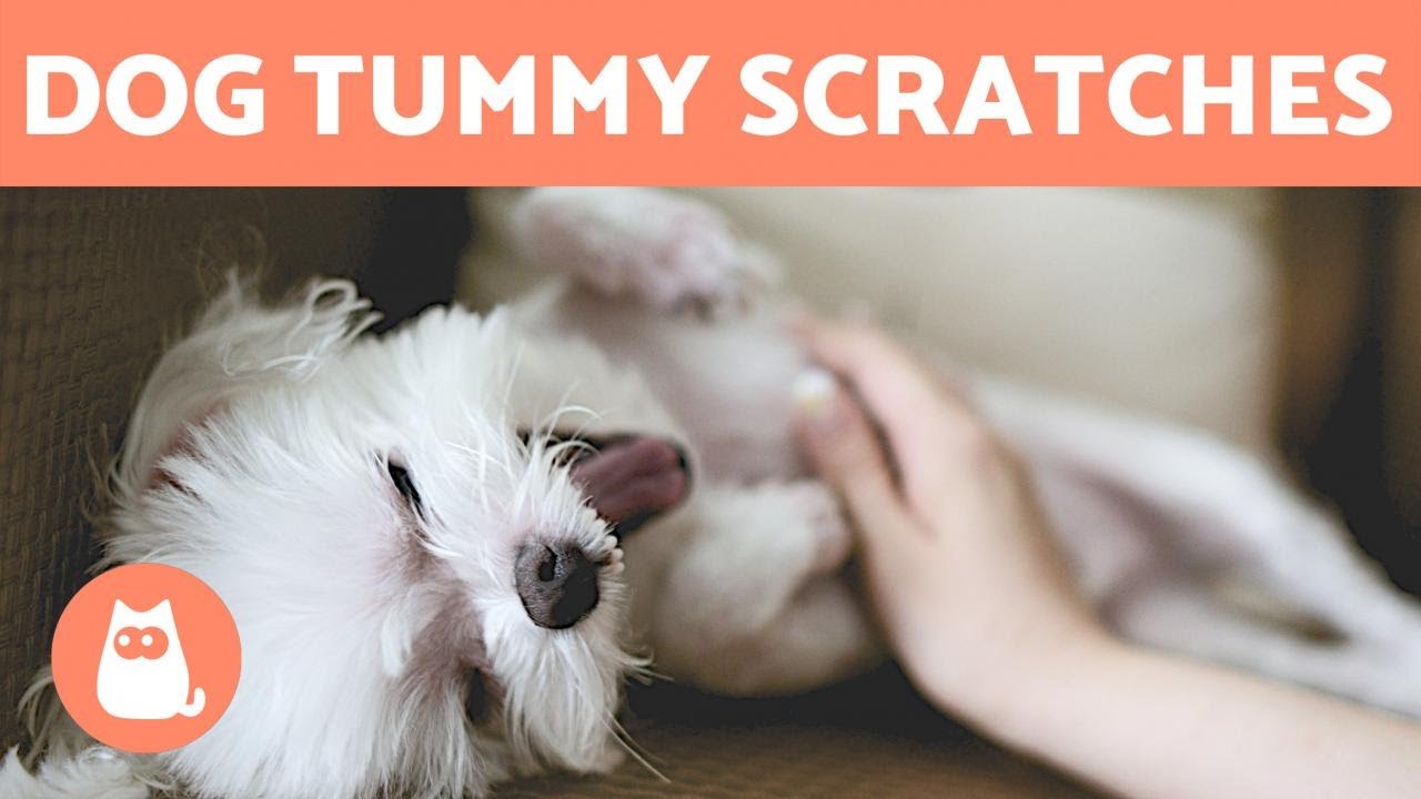 Why Do DOGS Like Their BELLY RUBBED? 🐶