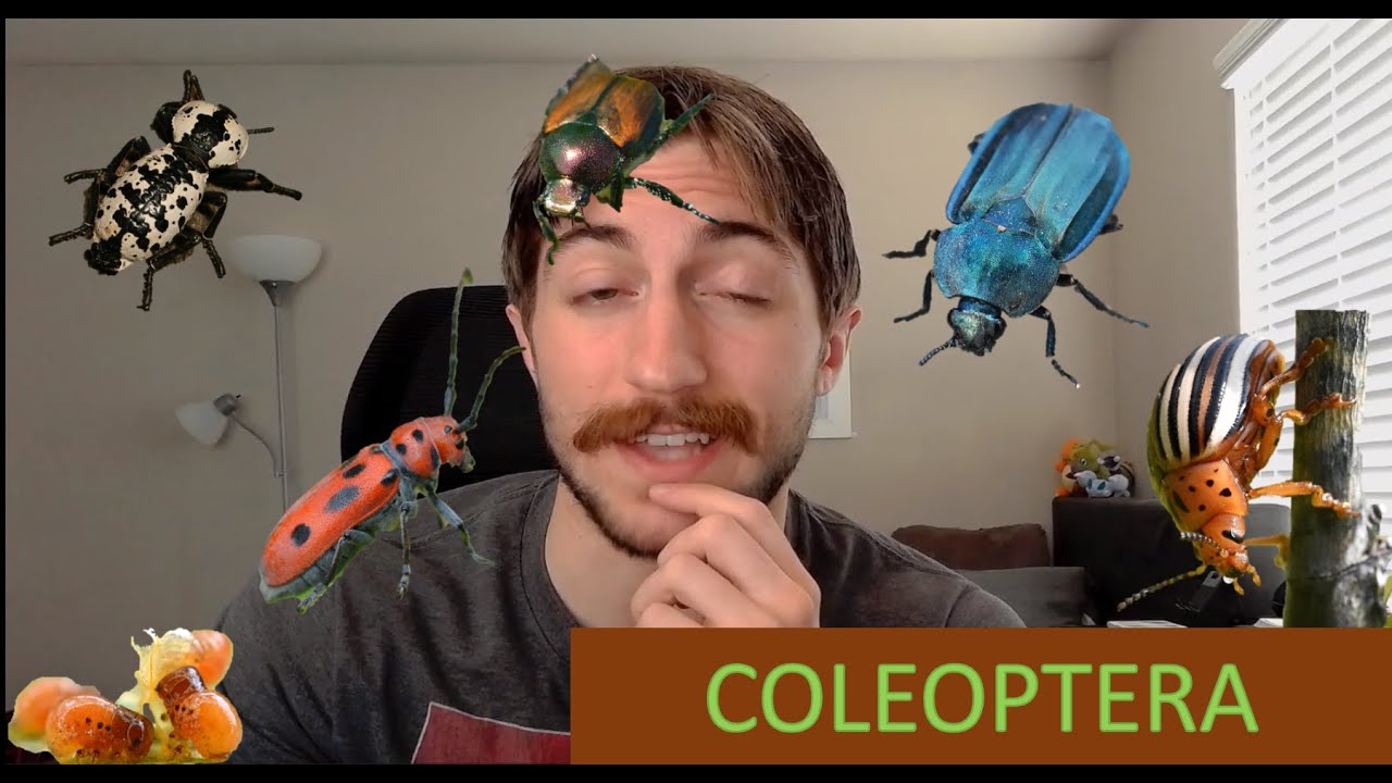 Coleoptera: The Beetles - Order Spotlight