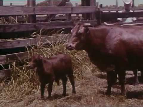 Day in America, A (1969)