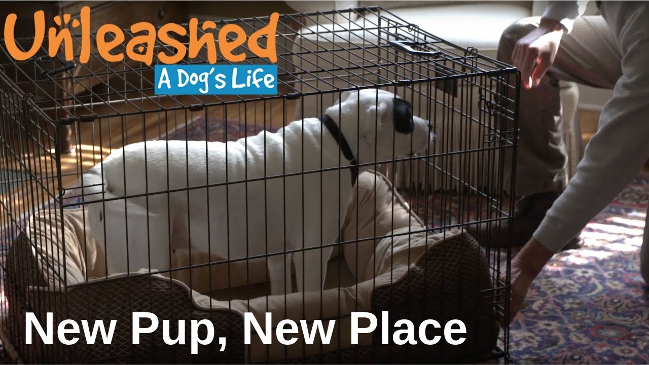 How To Bring A New Dog Home | Unleashed