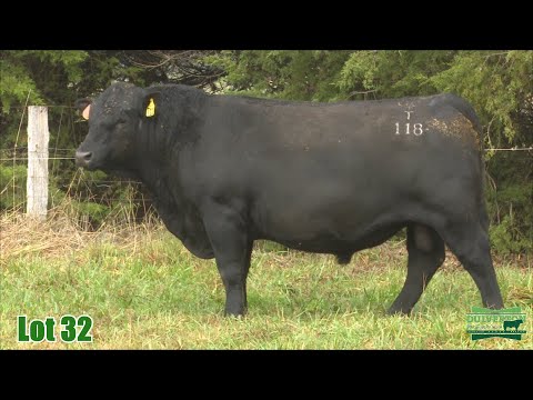 Lot 32 Dulverton Think Big NGC22T118