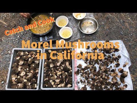 【Morel Mushroom】Huge Harvest of Morel Mushrooms in California