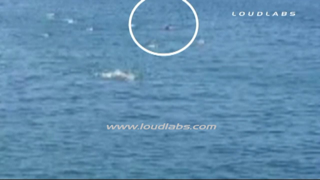 Great white shark attack swimmer tells of terror at coming 'eyeball to ...