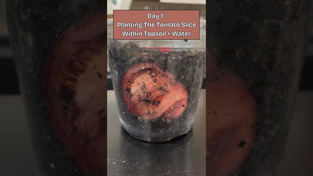 Environmental Science Lab: Tomato Slice