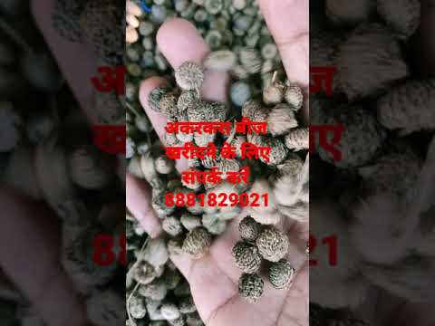 Akarkara Seeds - Pellitory Seeds Latest Price, Manufacturers & Suppliers