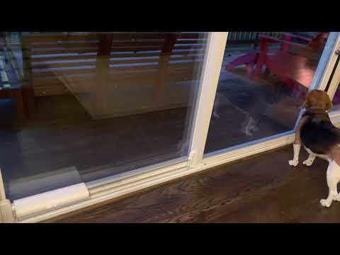 Wayzn Sliding Glass Door Opener for Pets - Open Demo