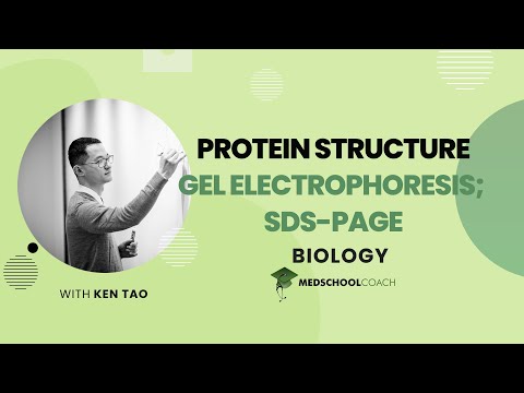 Gel Electrophoresis and SDS-PAGE