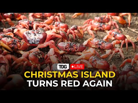 The Great Red Crab Migration of Christmas ... | Gaya One