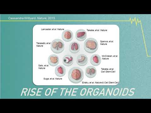 You've cultured an organoid and spheroid... now what?