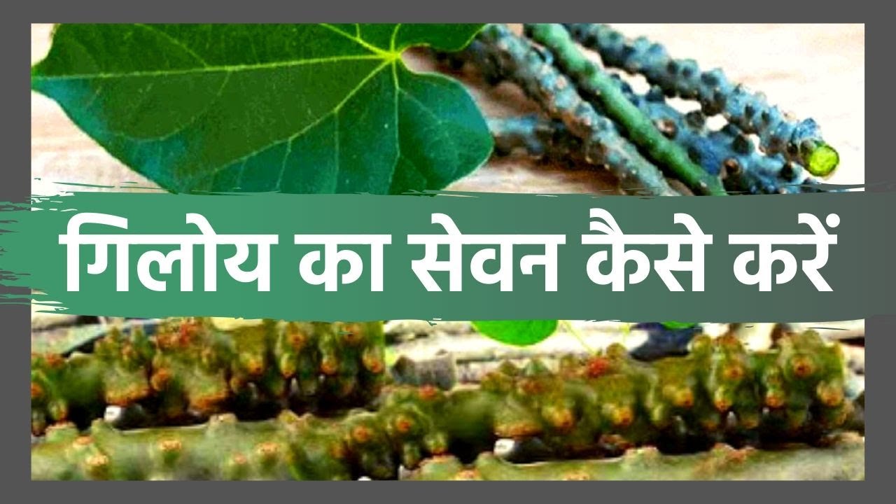 Benefits Of Giloy: Here’s How You Can Consume Giloy For Maximum Health ...