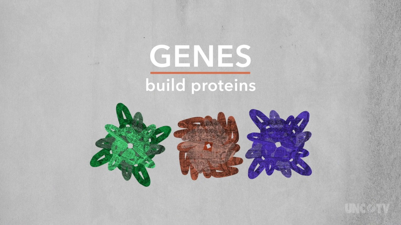 Genes 101