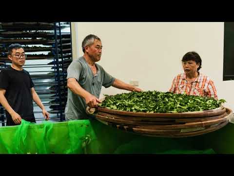 What Is CTC Tea?