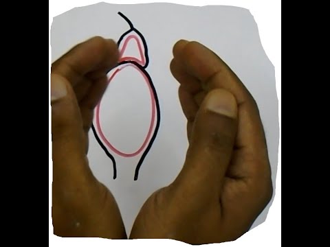 Story of the Gross Anatomy II Supra-renal Gland II Adrenal Gland II With color clay and a torso