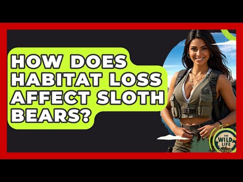 How Does Habitat Loss Affect Sloth Bears? - The Wild Life Explorer