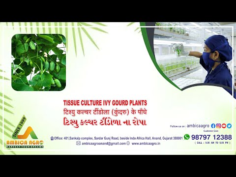 Ivy Gourd - Wholesale Price & Mandi Rate for Ivy Gourd