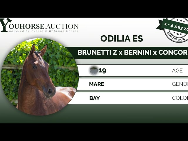 Youhorse.auction | Odilia