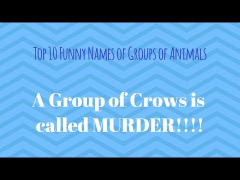 Top 10 Funny Names of Groups of Animals Part-1