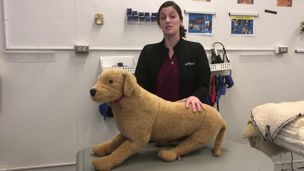 Restraint: Canine Cephalic Venipuncture