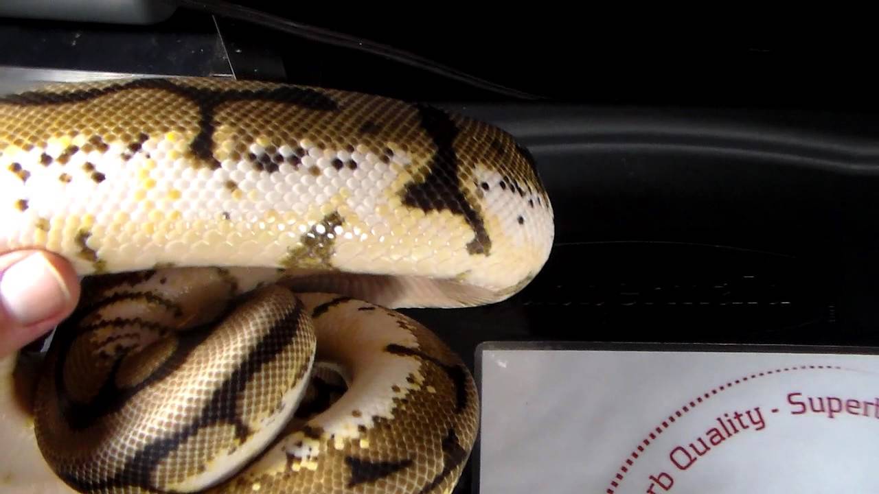 Aunt Bea the Bumble Bee Ball Python
