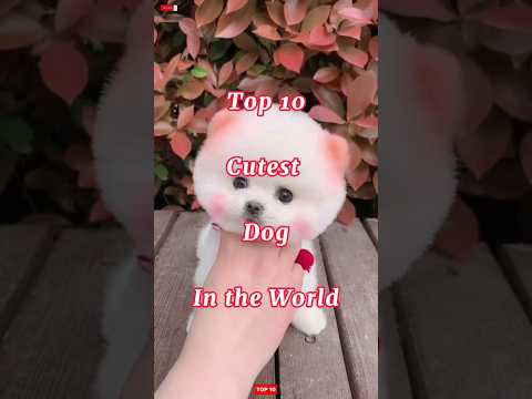 Top 10 Cutest Dog In the World ๐ #shorts #trending