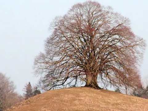 Der Baum im Odenwald