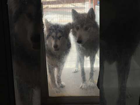 How big are wolves? (He makes the 80 lb dog look Shiba Inu size.)