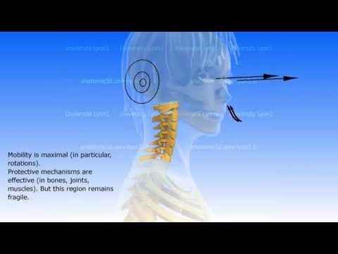 The regions and the spinal curves