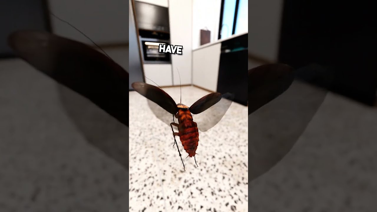 Why Cockroaches Fly 😰 🪳