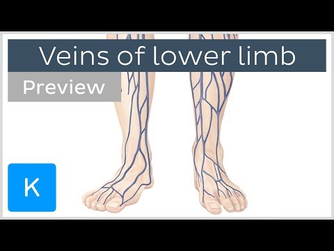 Veins of the lower extremity (preview) - Human Anatomy | Kenhub