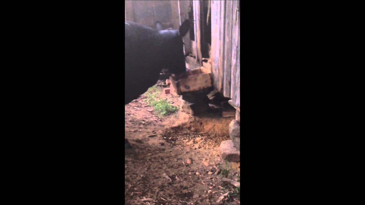Do cows like grass or salt?