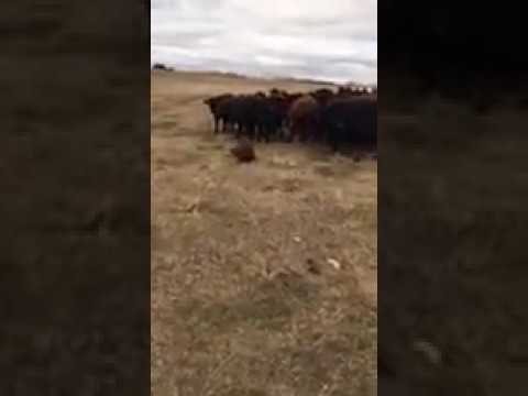 The Curiosity Of The Cow | Fanatic Cook