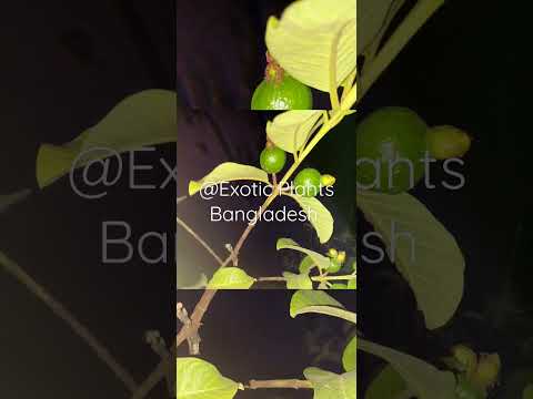 Guava. Scientific name:Psidium guajava. #youtubeshorts #shorts #short