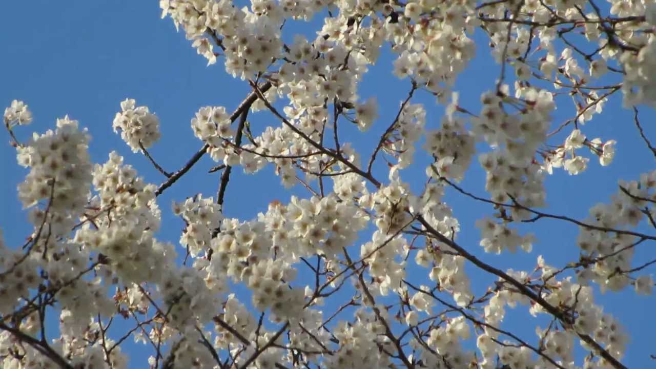 The National Cherry Blossom Festival Indicator Tree