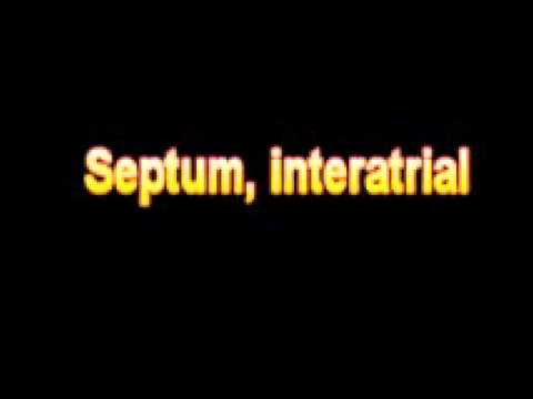 What Is The Definition Of Septum, interatrial Medical School Terminology Dictionary