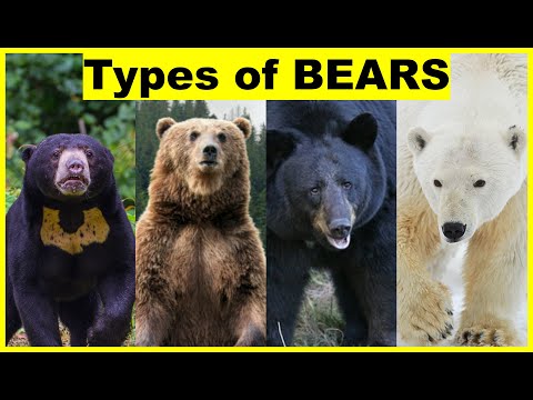 Different Types Of Bears In The World
