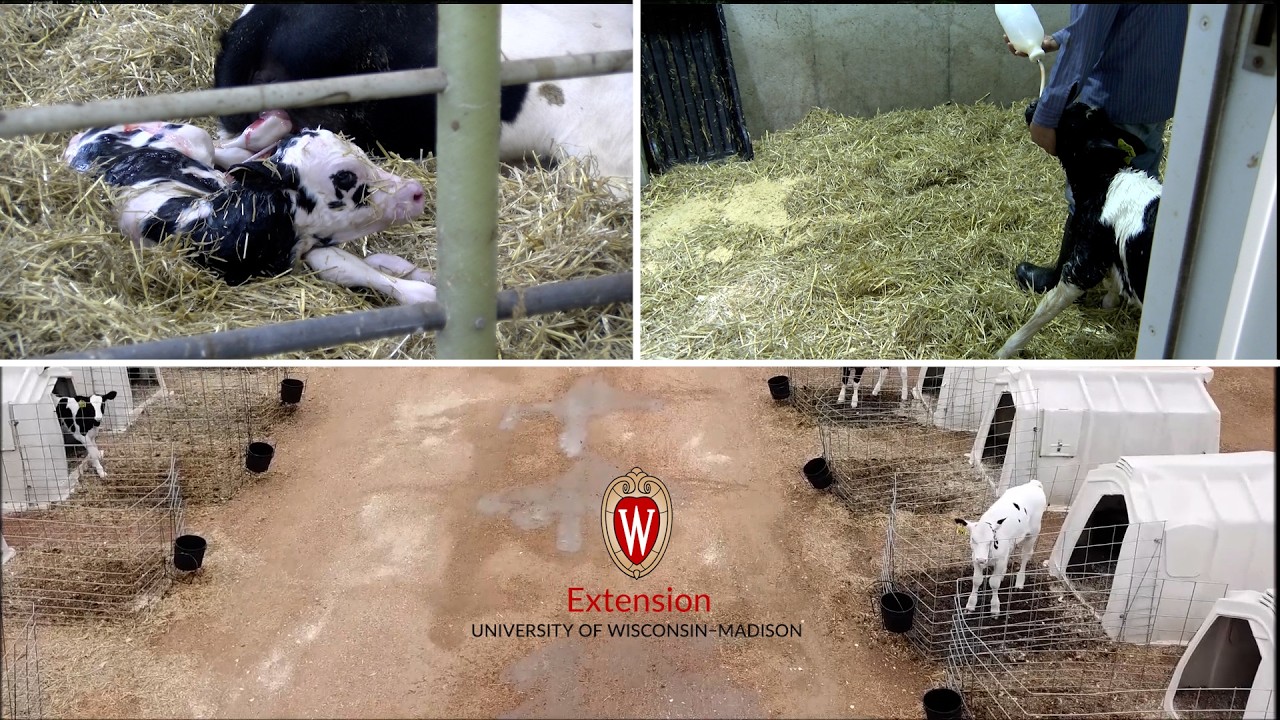 Testing Calf Passive Transfer of Immunity