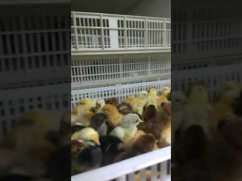 Poultry Farm Chicks & Country Chicken - DP Cross Poultry Chicks ...