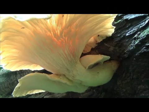 Two ID mysteries -- a mushroom and tracks