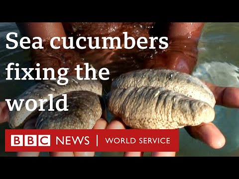 Meet the unsung heroes of the ocean - BBC World Service, People Fixing the World