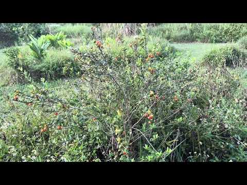 Twinberry Simpson Stopper fruit tree