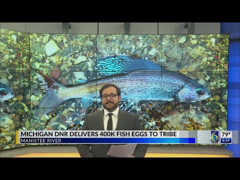 Michigan DNR delivers 400K fish eggs to tribe