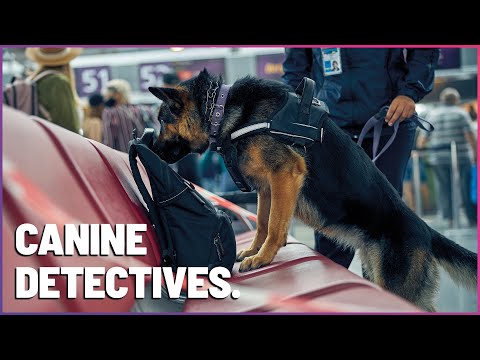 High-Stakes Sniffing: K9 Mounties Tackle Airplane Drug Search