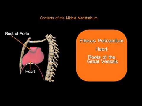 Funky Anatomy EXAM QUESTIONS Mediatstinum