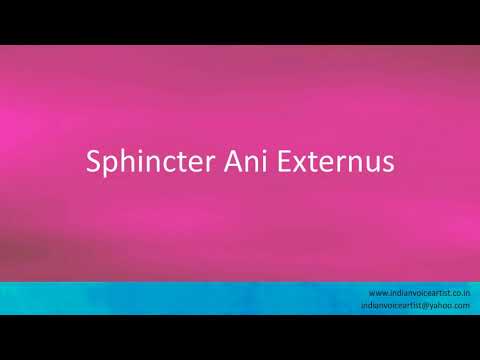 Pronunciation of the word(s) "Sphincter Ani Externus".