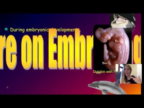 Macroevolution (Part 4: Comparative Embryology & Molecular Homologies)